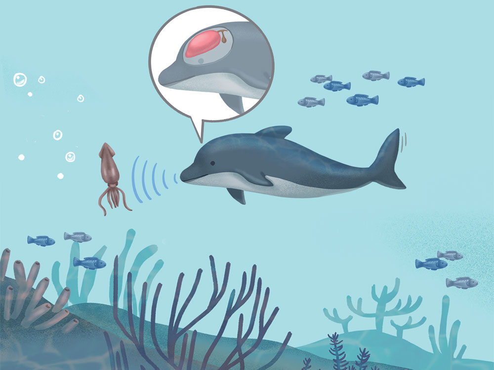 지구에게 배우다 :: 푸른 바다의 똑똑한 수다쟁이, 원조 음파 탐험가에게 배우다